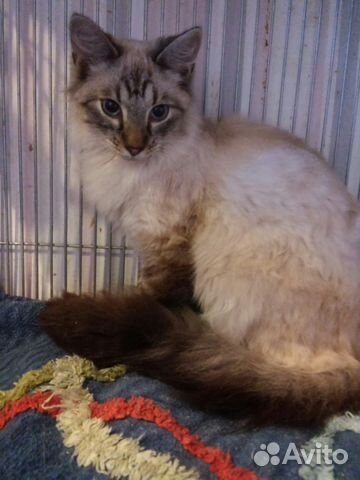 Молоденький котик 10 месяцев