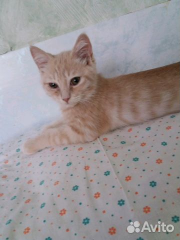 Красный котик 3.5 мес