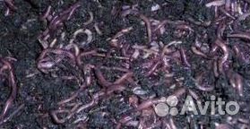 Червь Старатель для разведения, рыбалки и прикорма