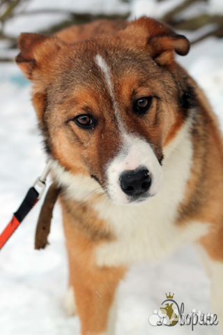 Добрый, преданный пёс Оливер