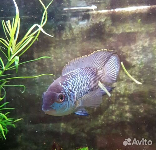 Нанокара Blue Neon