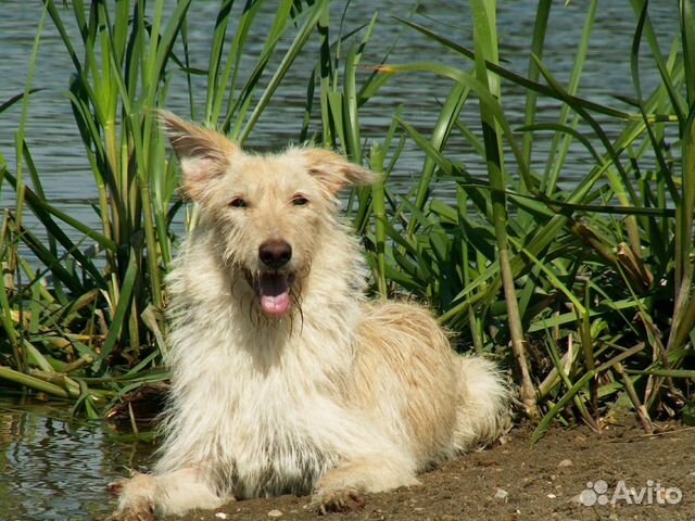 Болоночка Сури ищет маму и папу
