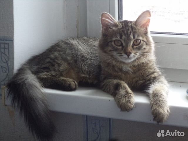 Котенок