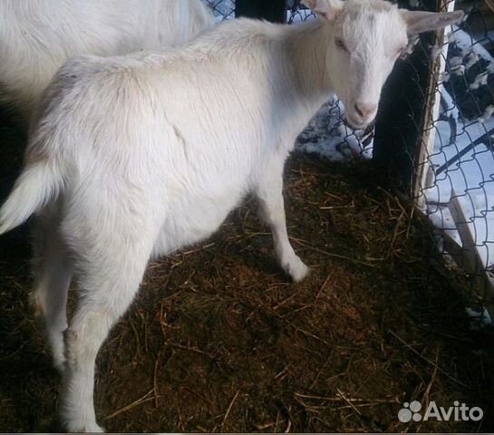 Продается козочка