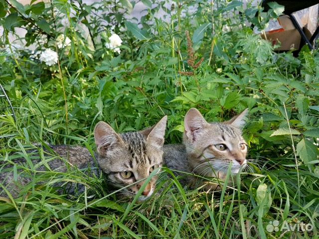 Котята в добрые руки