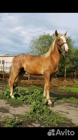 Жеребец 1.5 года русский тяж