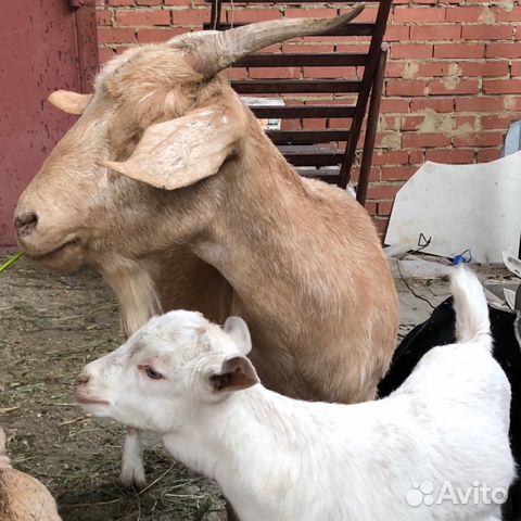 Бурско-альпийский козлик (продам или обменяю)