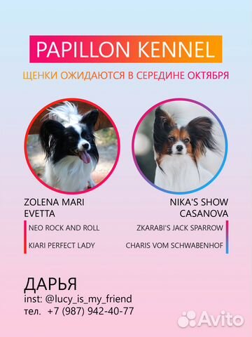 Щенки папийона