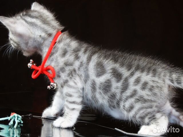 Чистопородные бенгальские котята