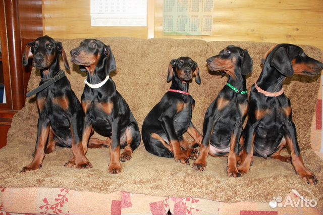 Предлагаются к резерву/продаже щенки добермана