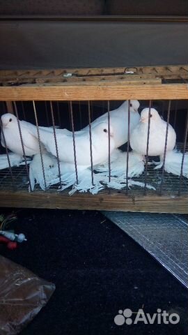 Моздокские голуби