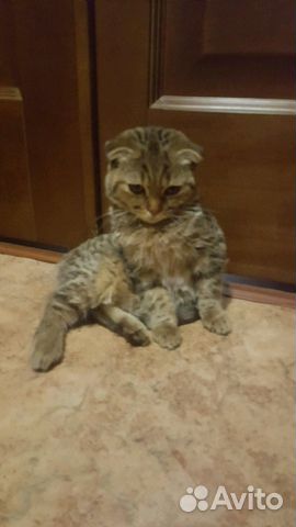 Котята британские с документами