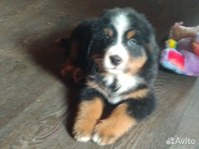 Щенки Бернского Зенненхунда