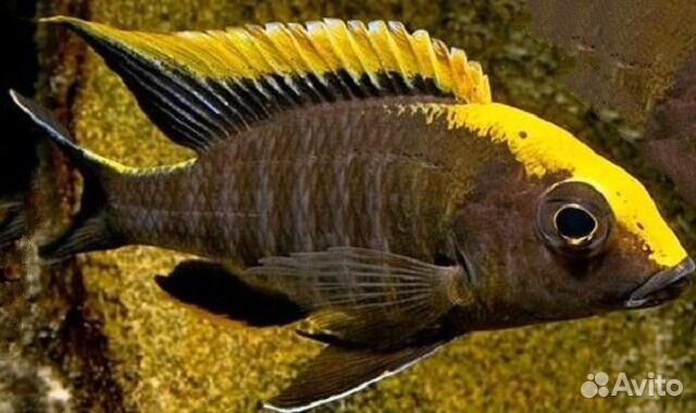 Аквариумные рыбы "Аулонокара Майланда"