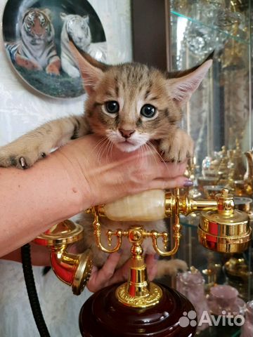Кошкичаузи ф1 75 дикости