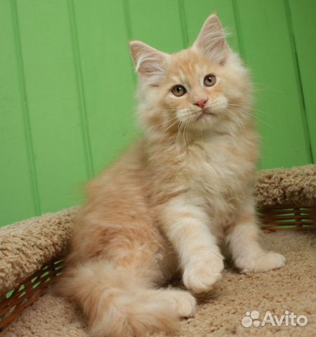 Котик мейн кун Индиго красный серебряный мрамор