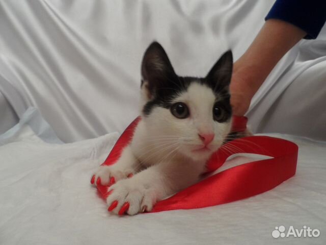 В добрые руки