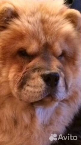 Ищем кобеля чау-чау для вязки