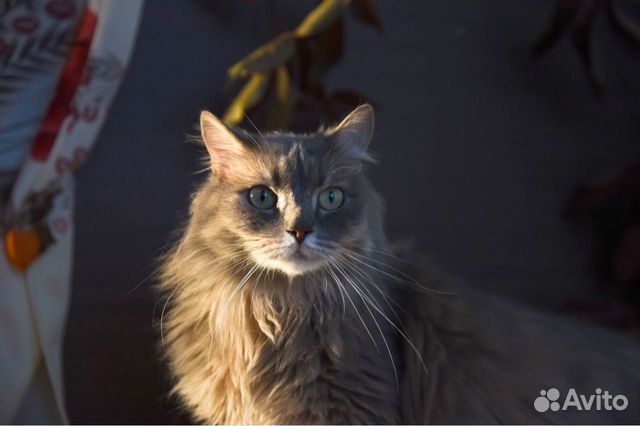 Прекрасная Варвара в дар