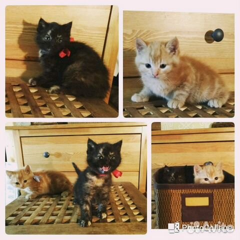 Котята заморыши