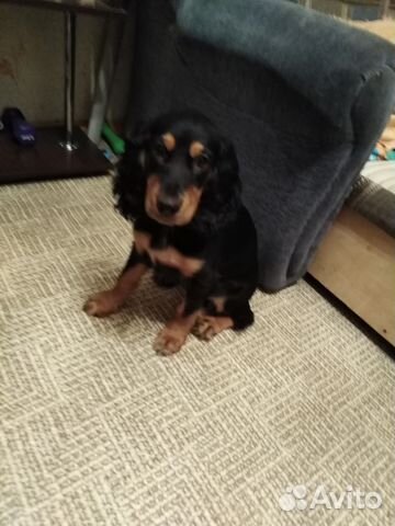 Щенок русского спаниеля