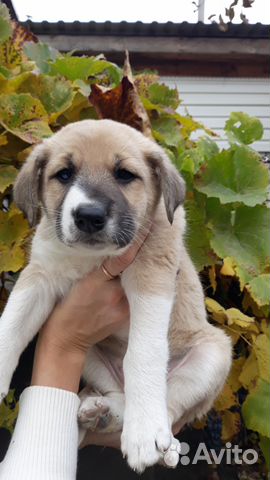 Продам в добрые руки щенка,алабай