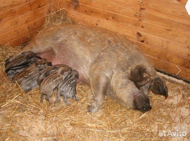 Венгерские мангалицы чистокровные