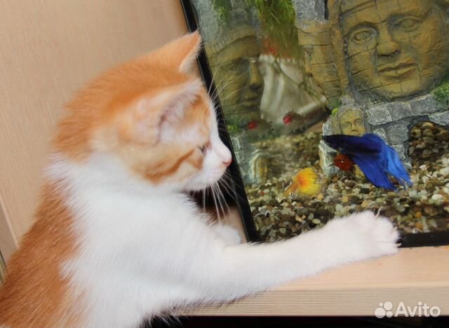 Котенок 1,5 мес. Бесплатно