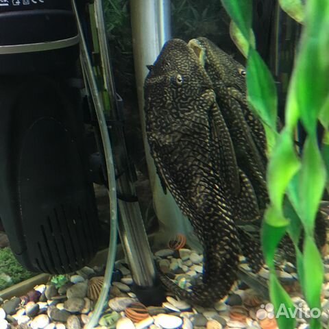 Сом парчовый птеригоплихт