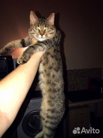 Отдам кошку британку,5месяцев