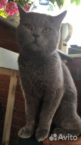 Кот-британец потеряшка