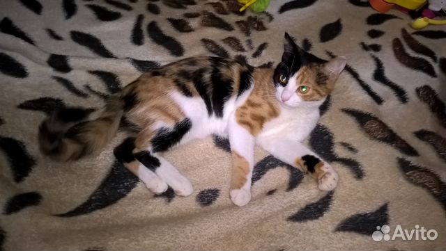 Ласковая трехцветка