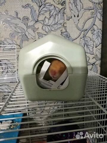 Сирийский хомячек с клеткой