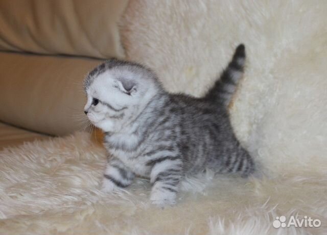 Кошечка вискас