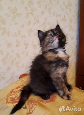 Отдам котенка черепахового окраса в добрые руки