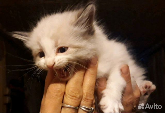 Котята породы "невская маскарадная"