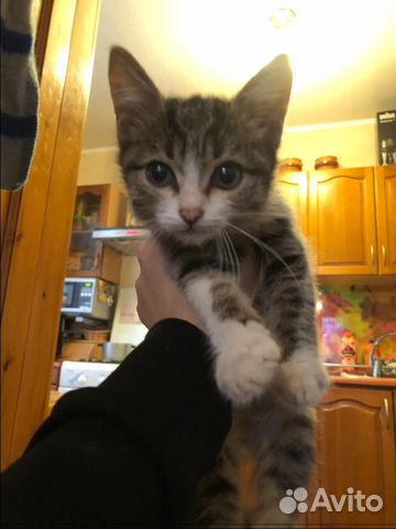 Котята ищут дом