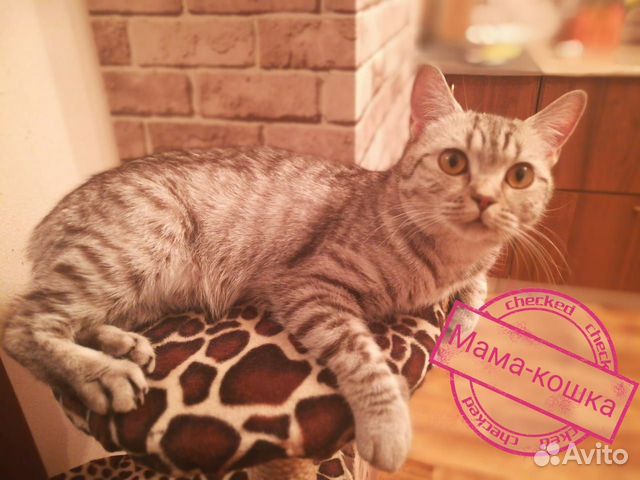 Кошка скотишь страйт