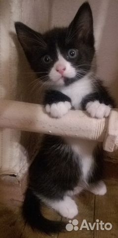 Кошечки, 7 недель - в хорошие руки