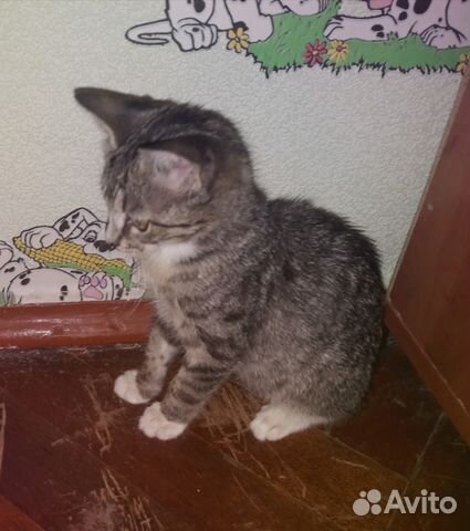Котенок-антистресс