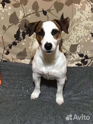 Джек Рассел Терьер. Кобель для вязки
