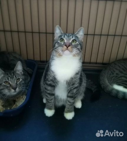 Котенок мальчик колобок