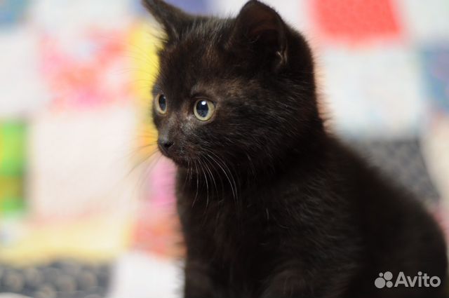 Красотка Наоми 2,5 месяца