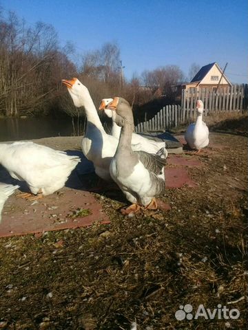 Обмен гуся на птицу, яйцо