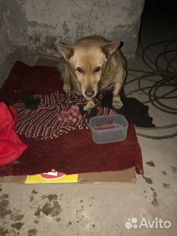 Нужна помощь собачке