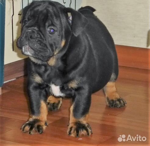 Черно-подпалая Марина в поисках лучшей семьи)