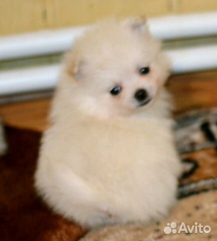 Шпицы померанские белые брат и сестра