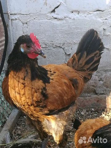 Петушок форверк