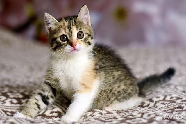 Отдам в добрые руки