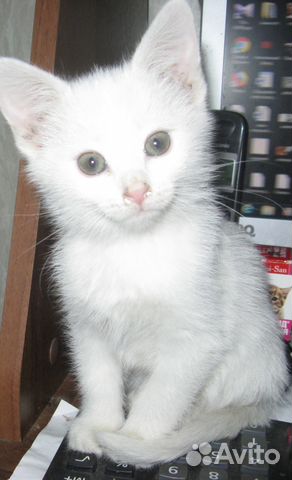 Котенок Белка